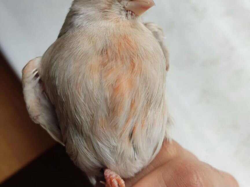 Канарейка самка Изабелла