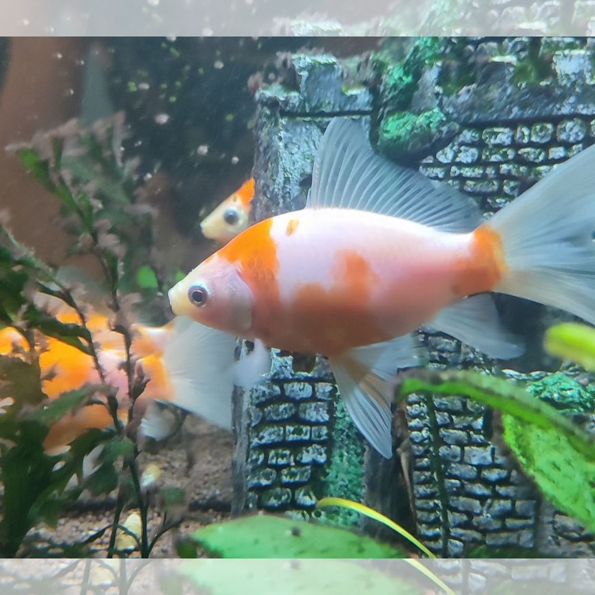 Золотая рыбка