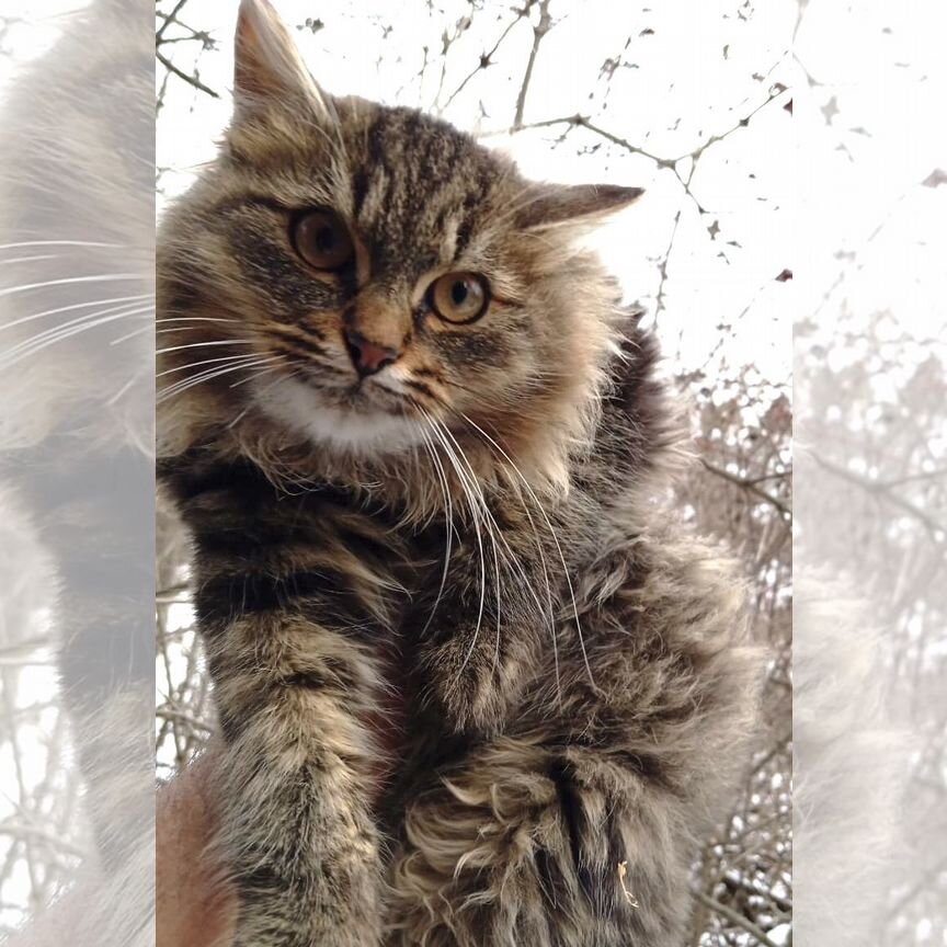 Котята 5 месяцев брошены на дачах идем дом