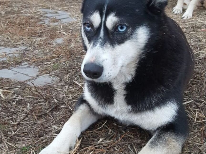 Собачья семья в опасности