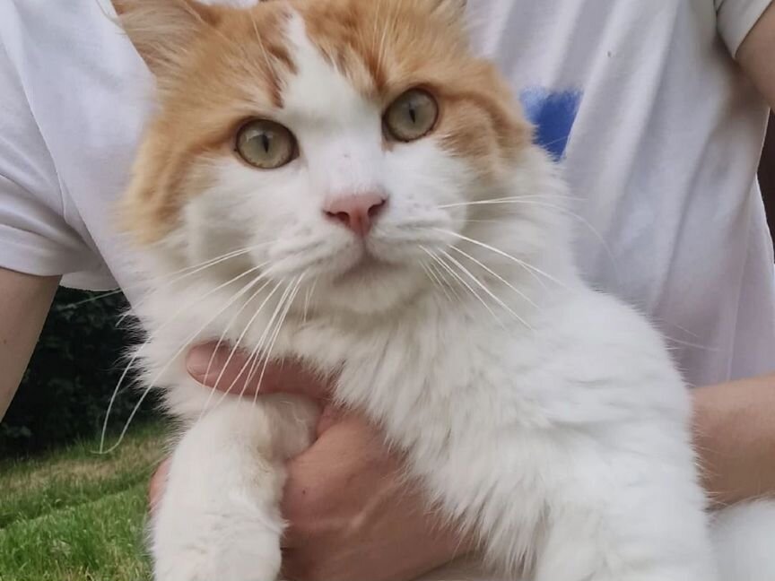 Кот Чуня в добрые руки бесплатно