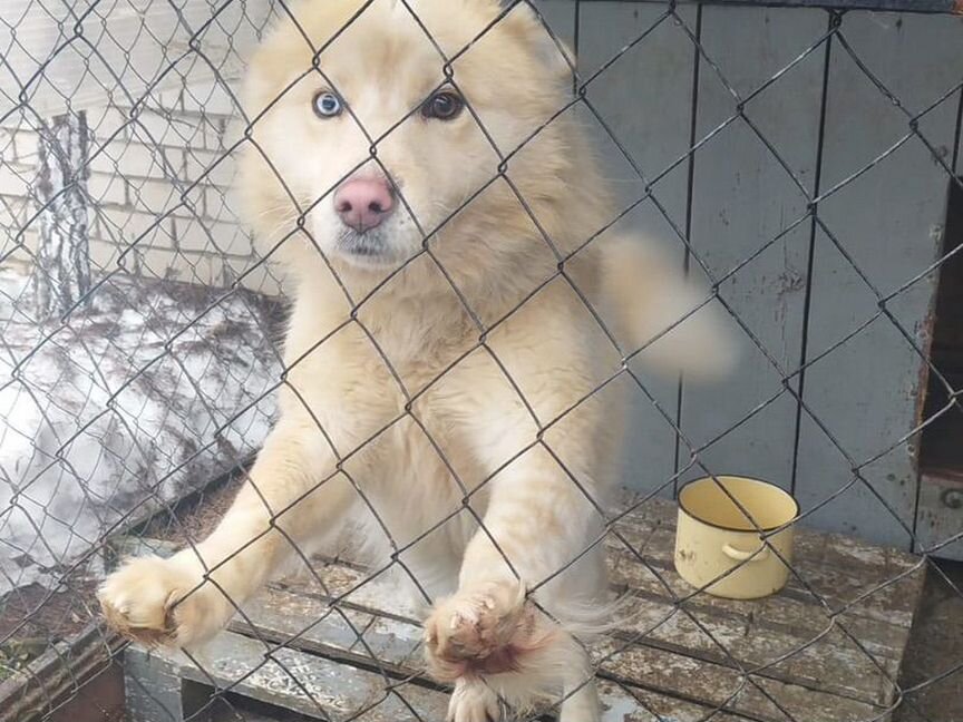 Красавец хаски ищет любящую семью