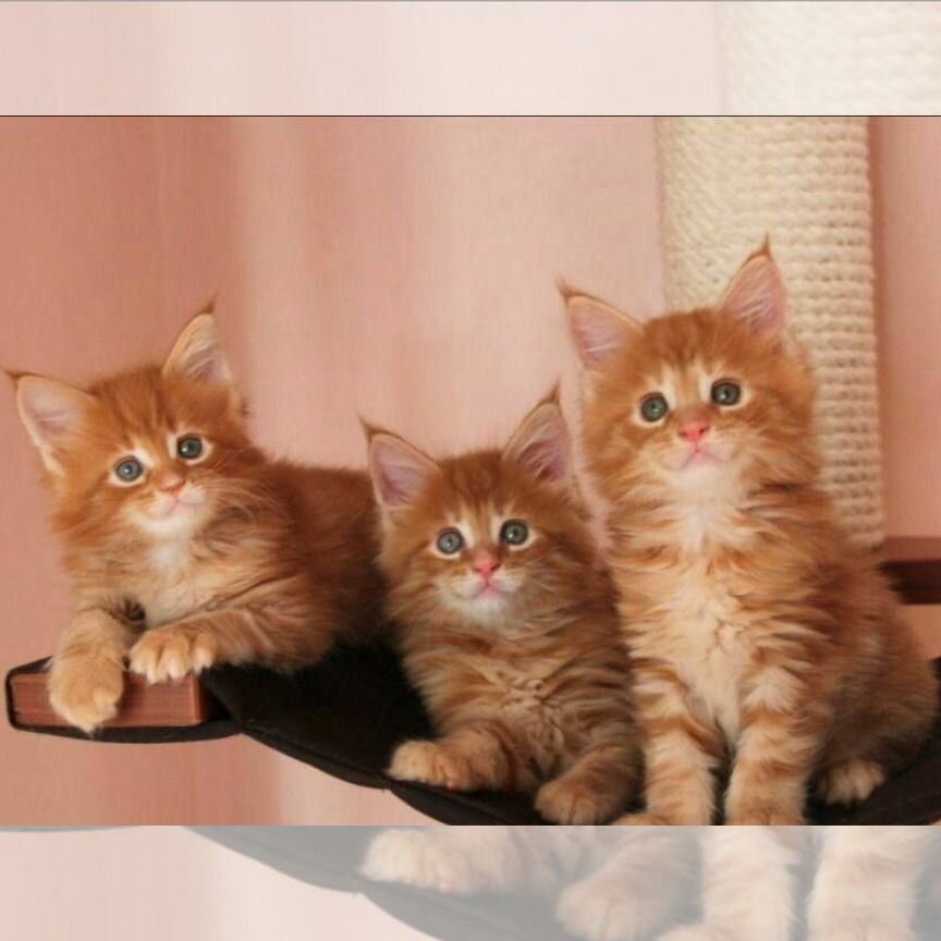 Котята норвежская лесная