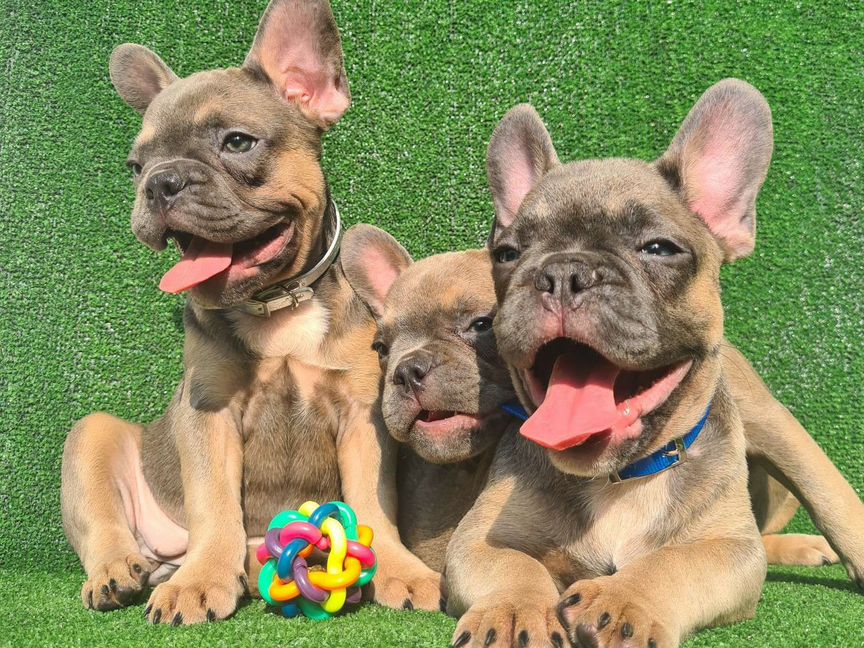 Французики Blue and TAN (окрас голубой тан )