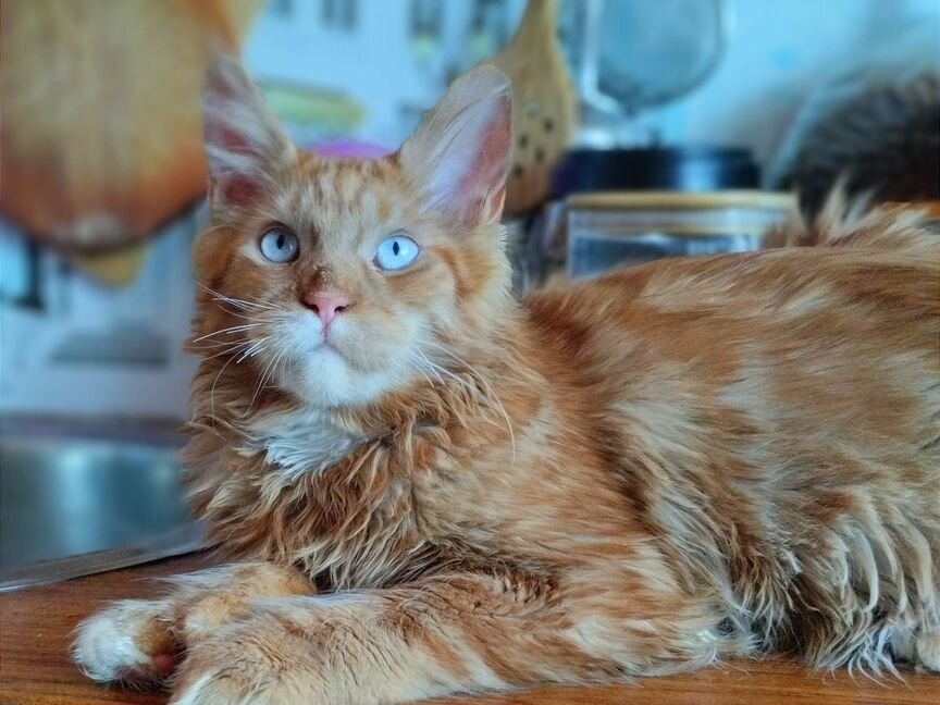 Голубоглазый Мейн-кун полидакт