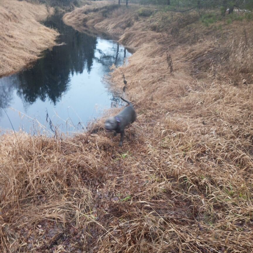 Американский булли девочка