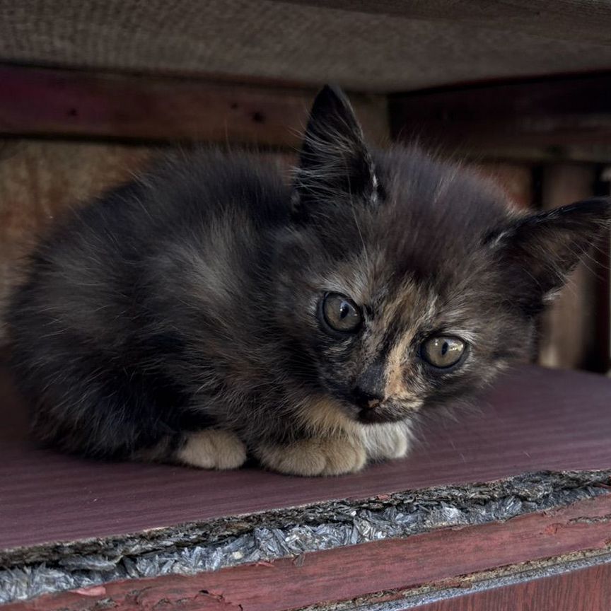 Котёнок в добрые руки
