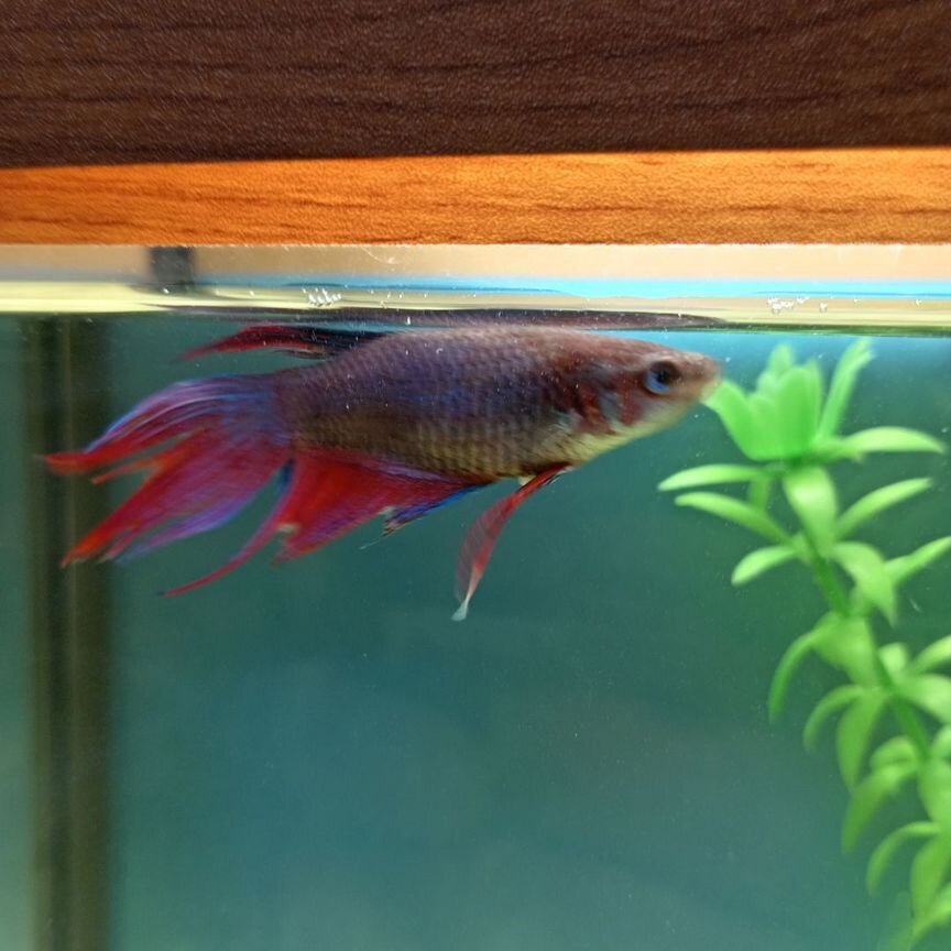 Самка аквариумного питушка