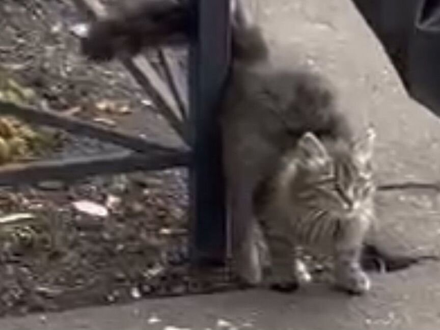 Котенок на улице