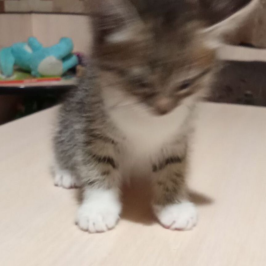 Котята в добрые руки бесплатно