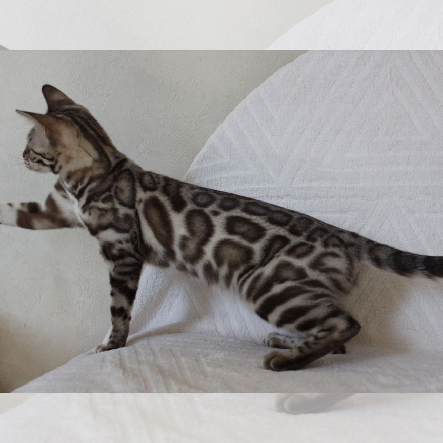 Бенгалочка снежная сепия окрас