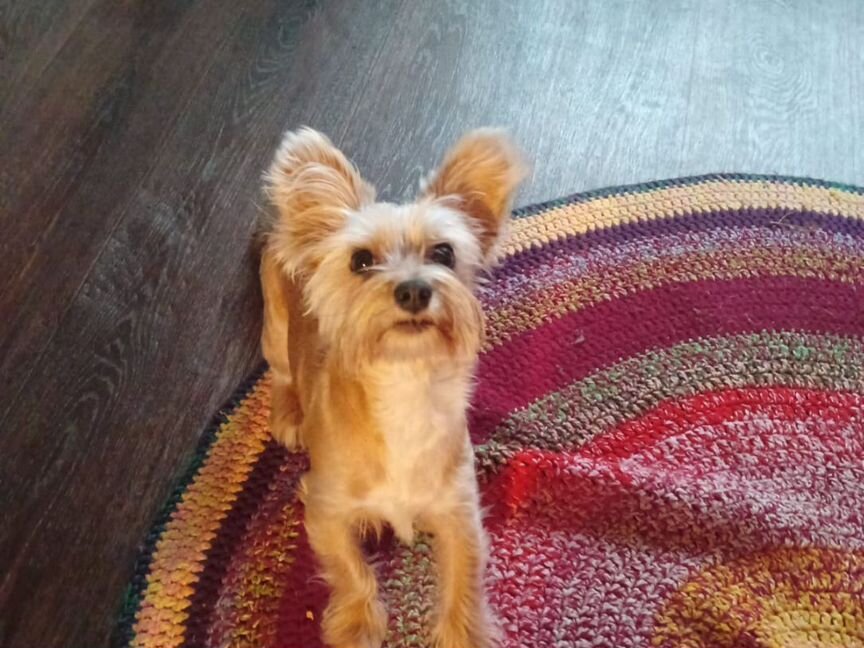 Йоркширский терьер девочка