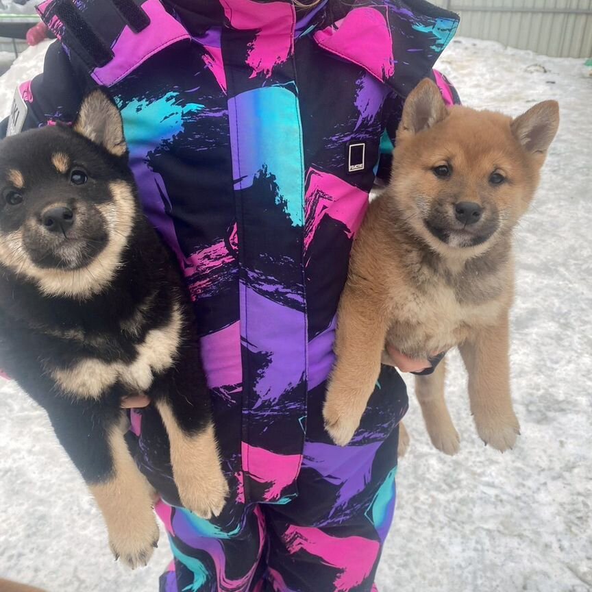 Щенки сиба ину