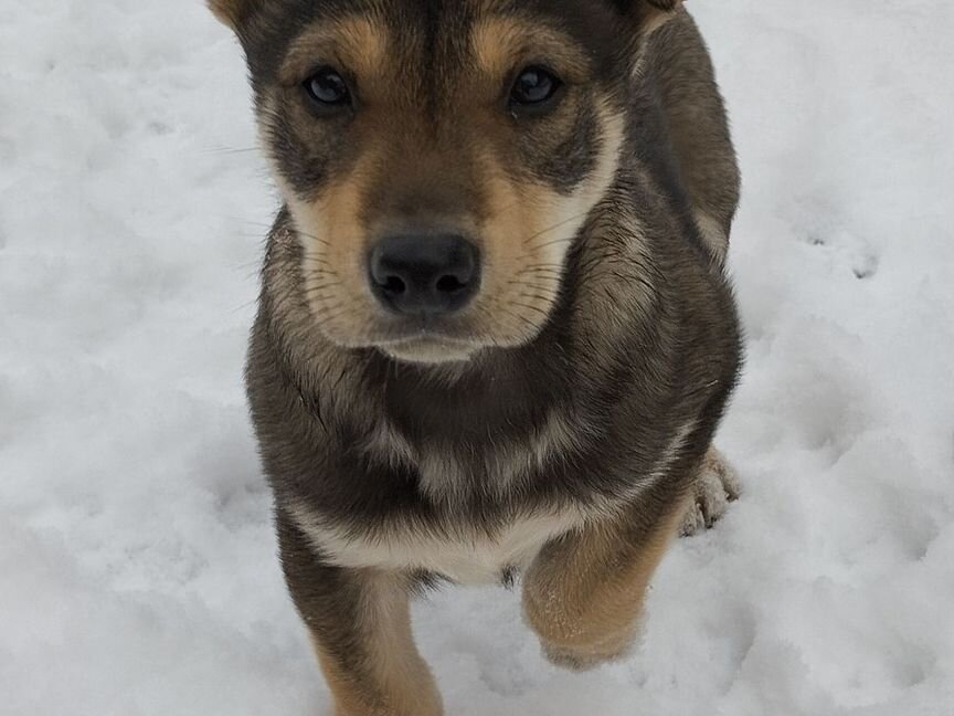 Собака в добрые руки щенок