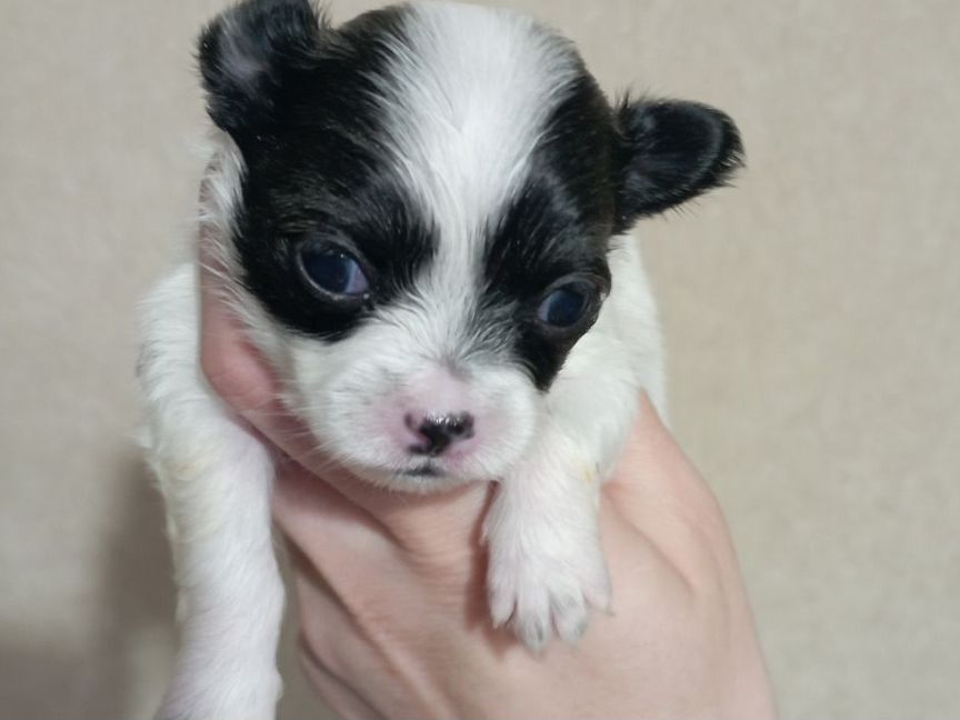 Щенки чихуахуа мини