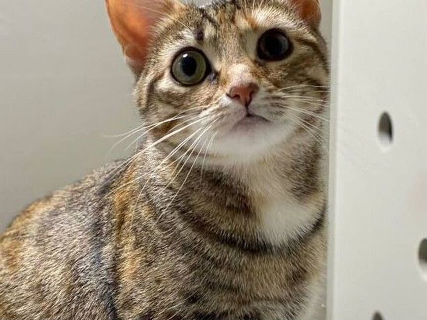 Кошка Скарлет полуслепая в добрые руки бесплатно