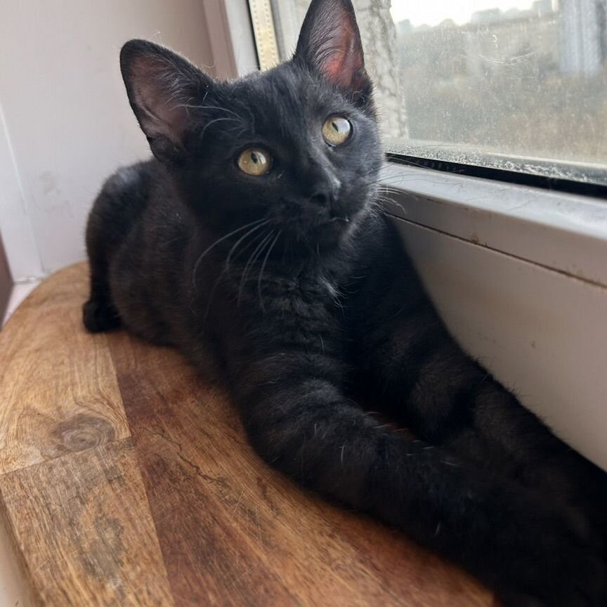 Котёнок в добрые руки