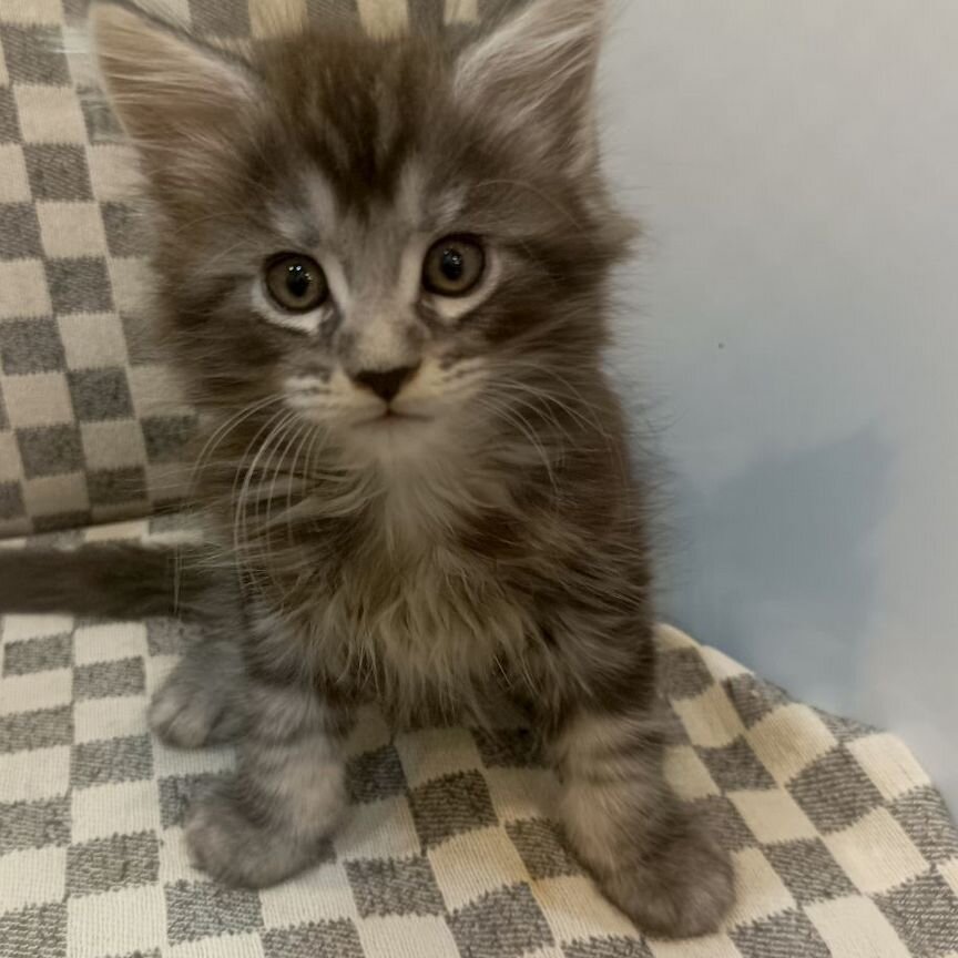 Котята мейн-кун