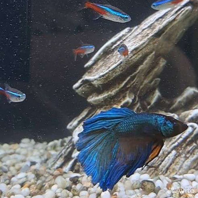 Рыба петушок самец