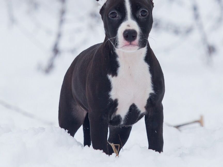 Стаффордширский терьер щенок