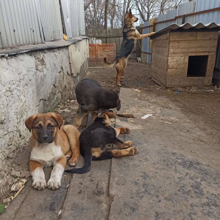 Щенки очень хорошенькие