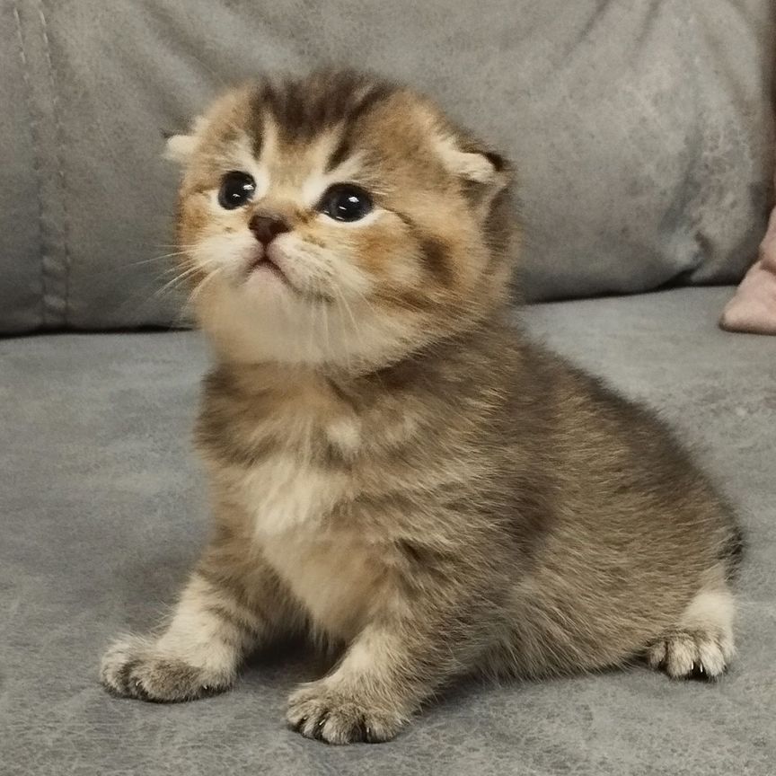 Шотландские котята