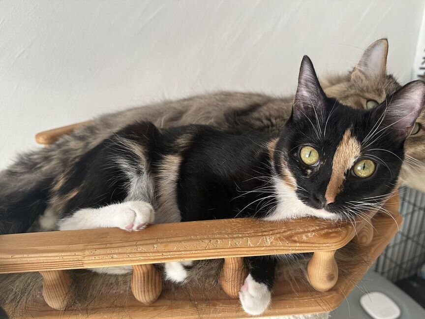 Зефирка 6 мес. стерилизована в добрые руки