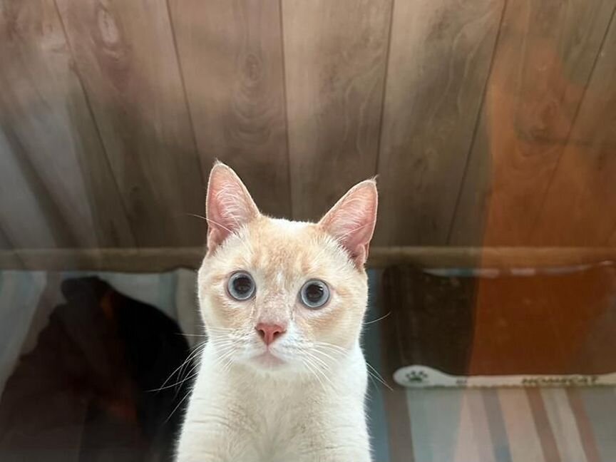 Котик тайский ищет дом