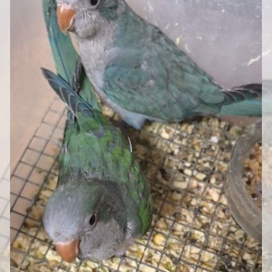 Попугай монах квакер ручной выкормыш