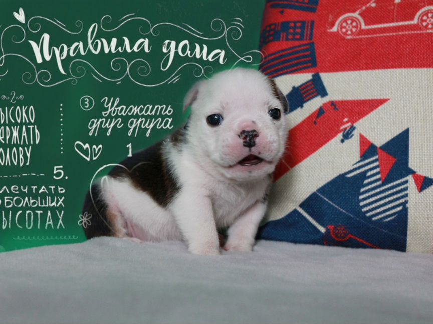 Английский бульдог