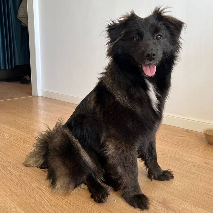 Взрослая собака в добрые руки