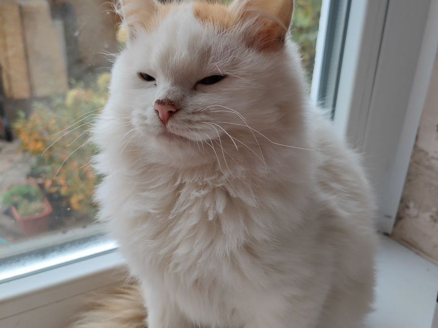 Котята в добрые руки бесплатно