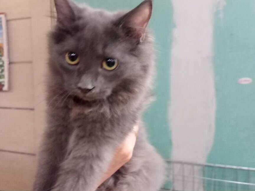 Котята в добрые руки даром