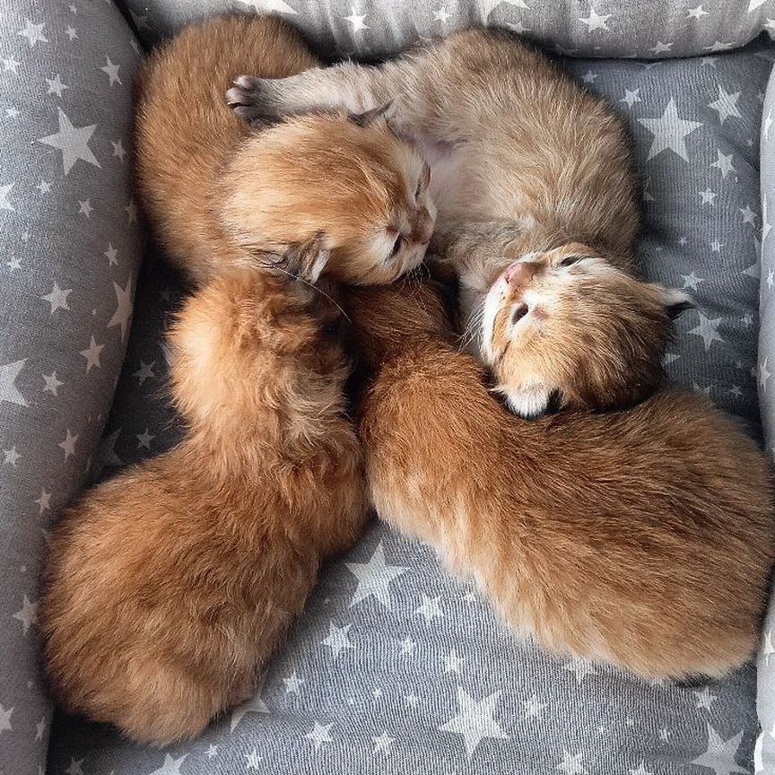 Британский длинношёрстный котёнок