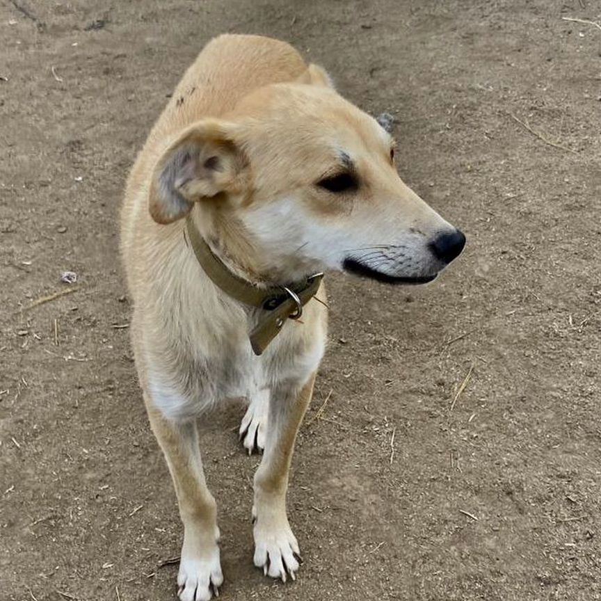 Собака в беде в дбрые руки