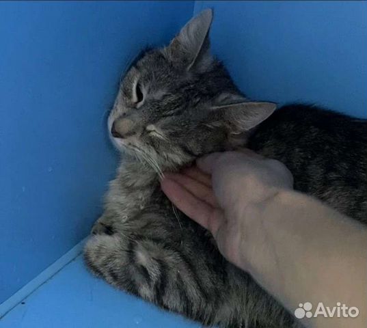 Времени у ручной ласкуши Моти до воскресенья