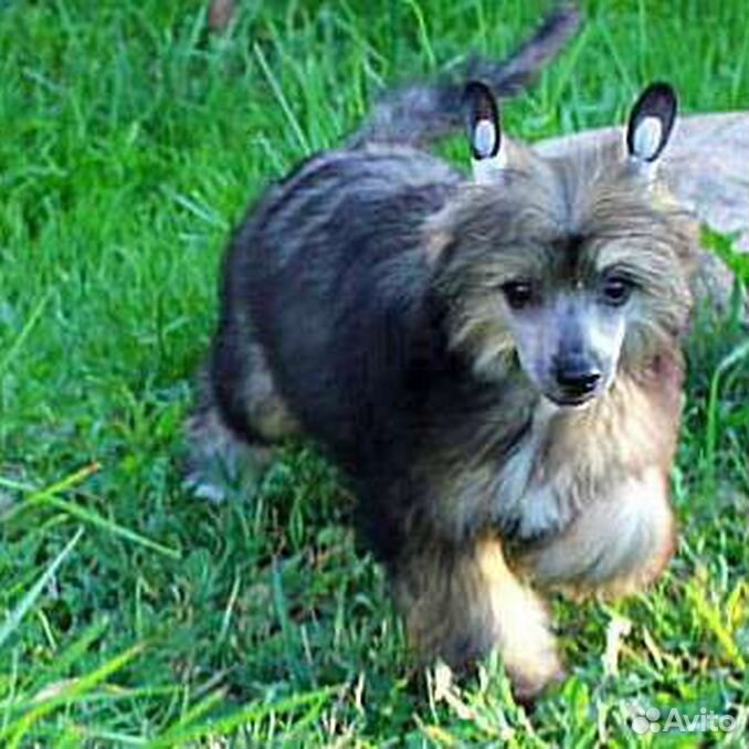 Пуховая бронзовая девочка