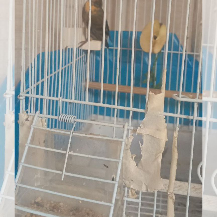 Кенарь(гибрид