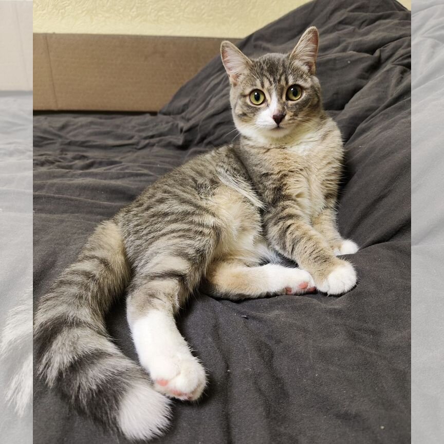 Котёнок в добрые руки