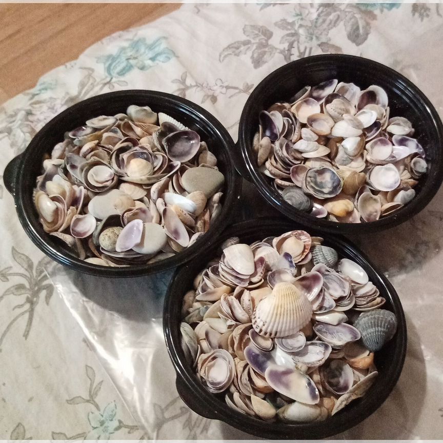 Морские ракушки