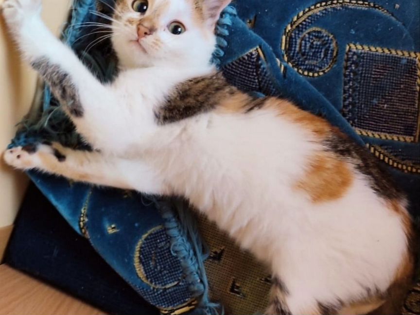 Котёнок с приданным