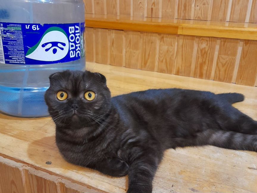 Шотландская кошка
