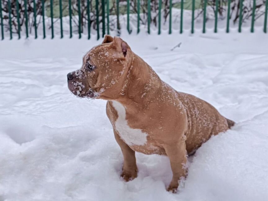 Щенки американского булли
