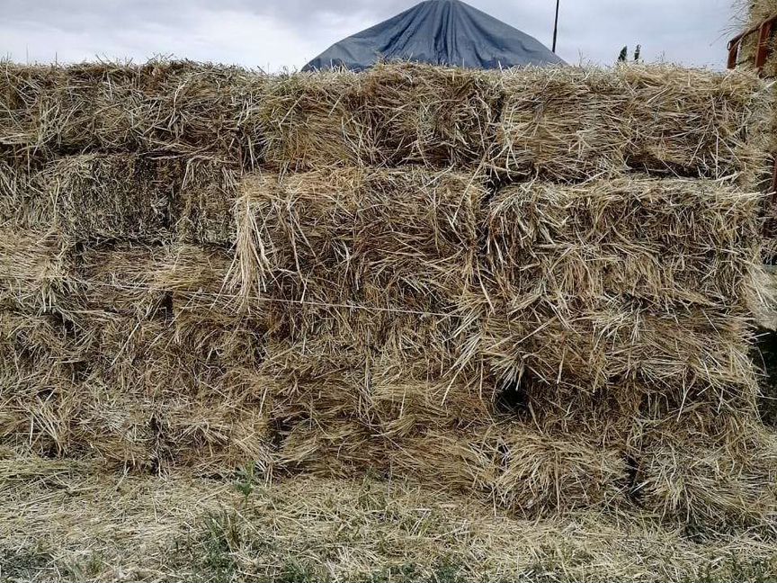 Сено солома