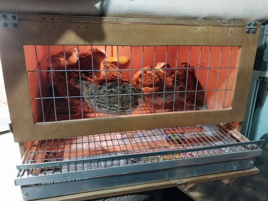 Перепела продажа