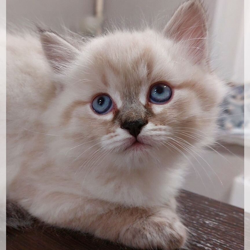 Невский маскарадный котёнок