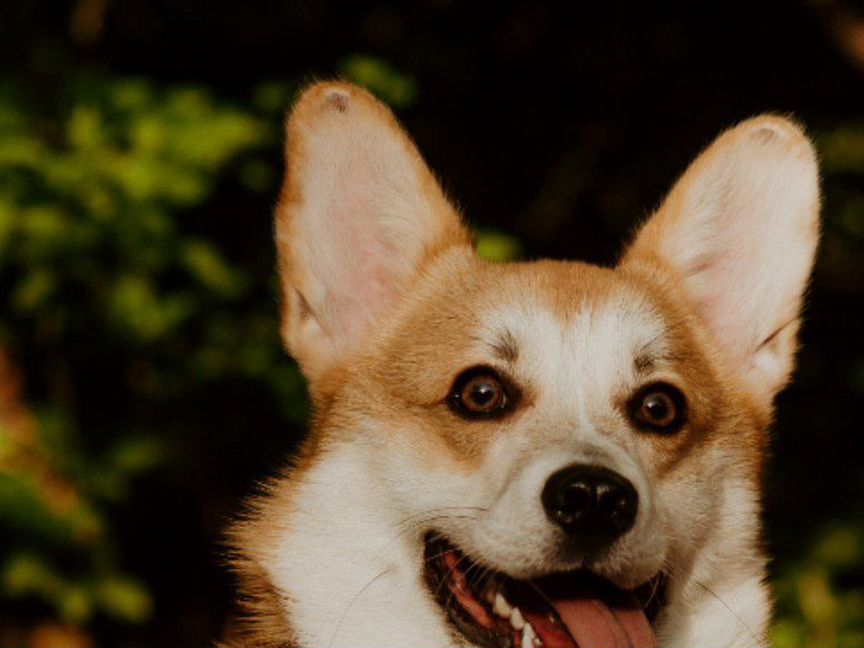 Случка вельш корги пемброк юниор из Ацель Хоф