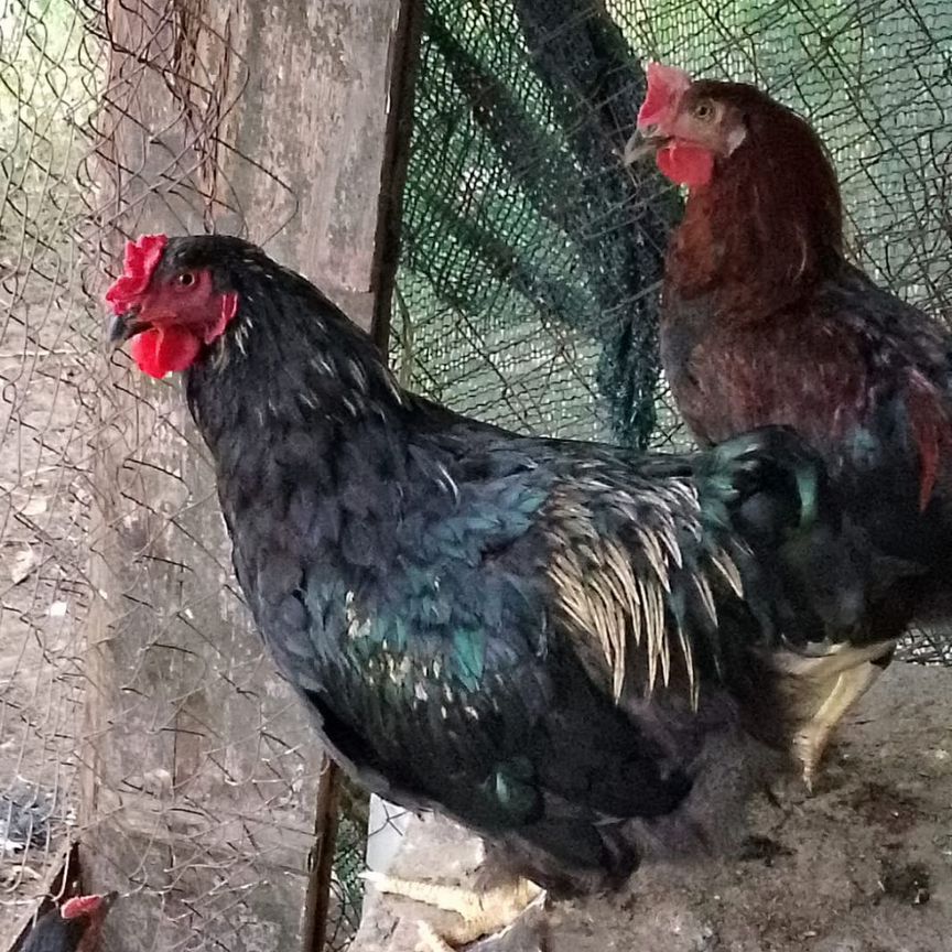 Молодые петухи