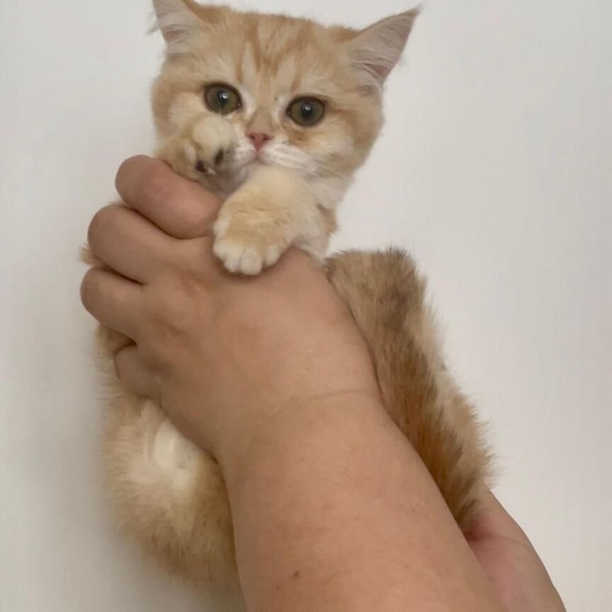 Шотландский прямоухий короткошёрстный котёнок