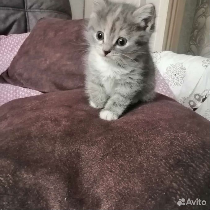 Кошечка в добрые руки, ласковая, умница